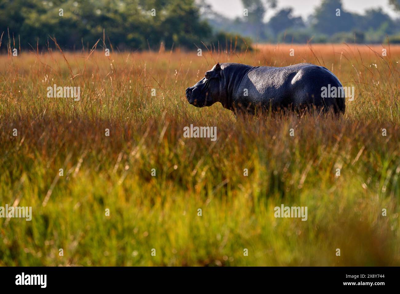 Africa, wildlife, Hippo i green grass, wet season, danger animal in the ...