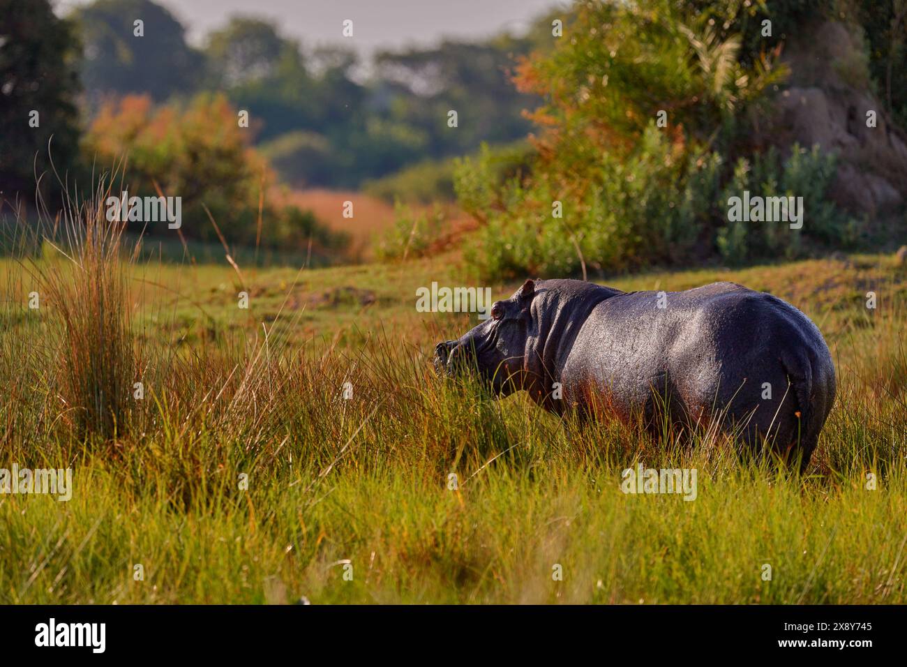 Africa, wildlife, Hippo i green grass, wet season, danger animal in the ...