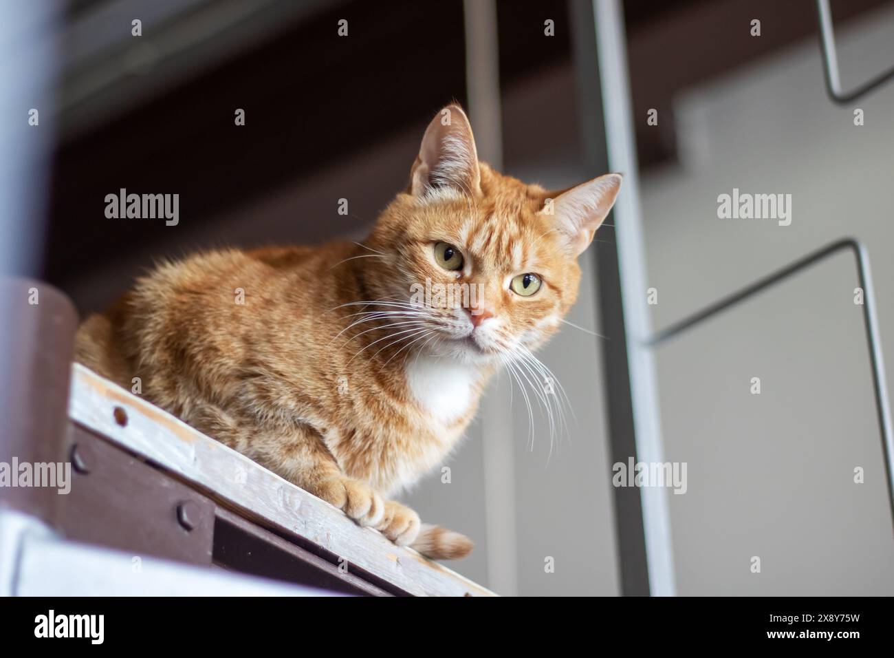 A Felidae, small to mediumsized cat with fawn fur, whiskers, and a tail ...
