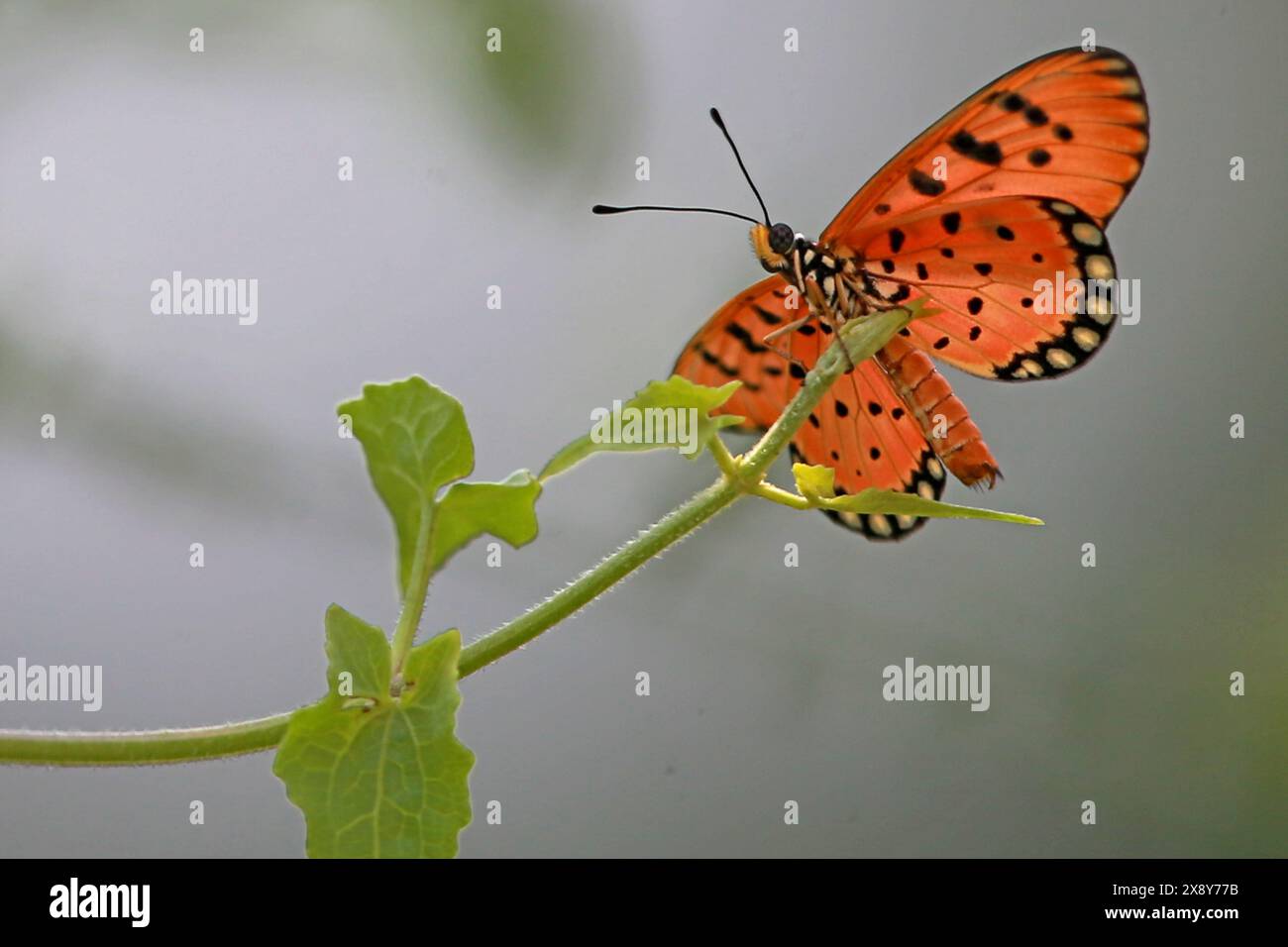 The Tawny Coster, Bengali name ‘Harinchara (হরিণছড়া)’ is a small ...