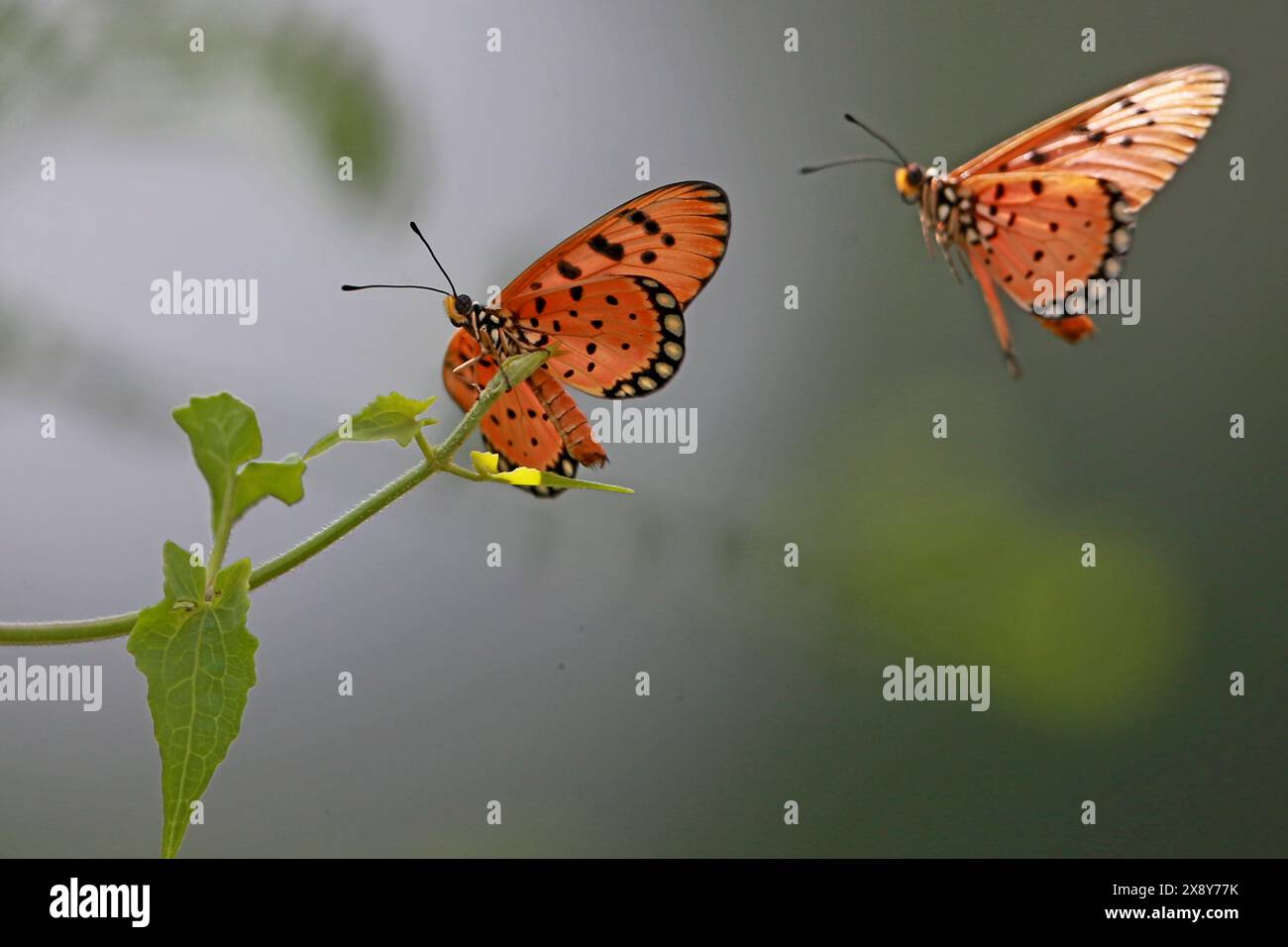 The Tawny Coster, Bengali name ‘Harinchara (হরিণছড়া)’ is a small ...
