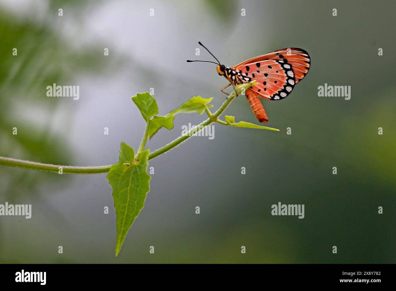 The Tawny Coster, Bengali name ‘Harinchara (হরিণছড়া)’ is a small ...