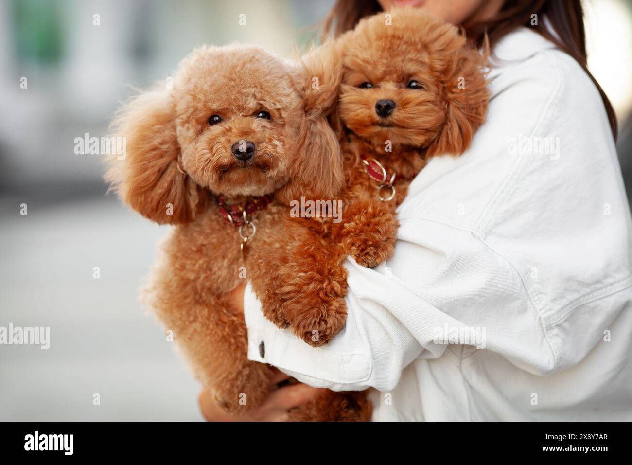 Two adorable small brown poodles look at camera On hands owner outdoors. The cute dogs adorable ...