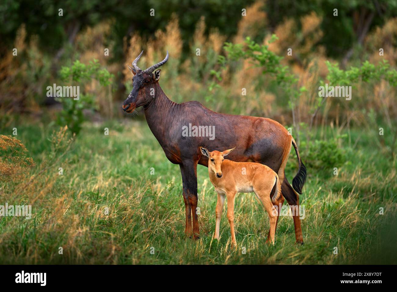 Antelope with young cub. Sassaby, in green vegetation, Okavango delta ...