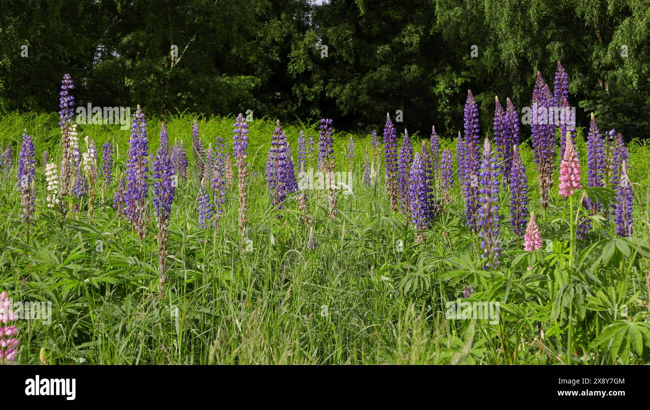 Flowering Lupins. Spring. UK Stock Photo - Alamy