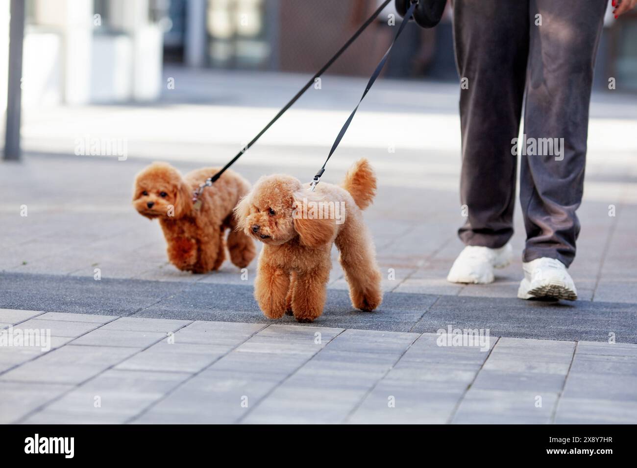 Unrecognizable Person walking two small brown poodles dogs on leashes ...