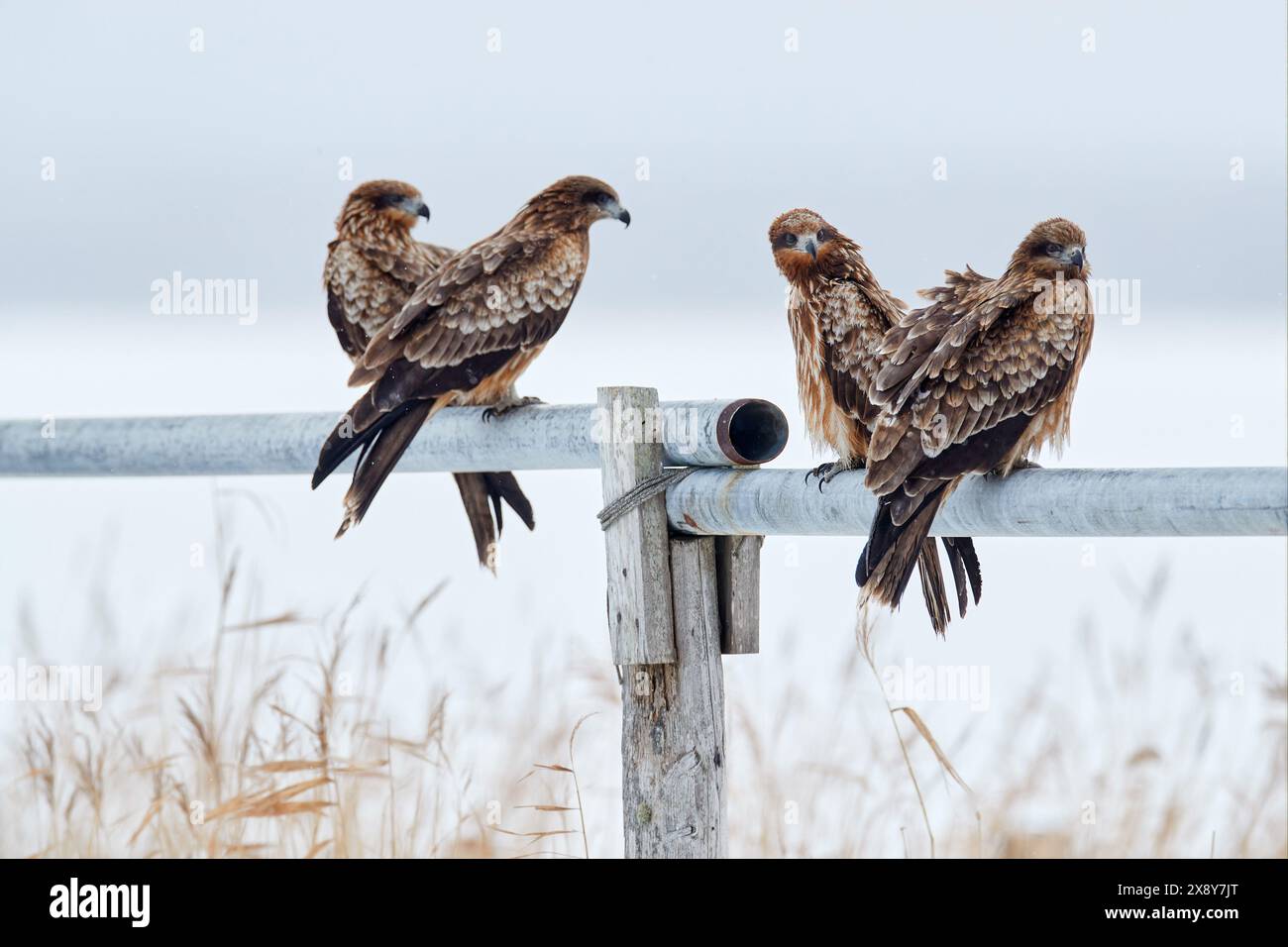 Black kite, Milvus migrans, sitting on the tree during winter in Japan ...