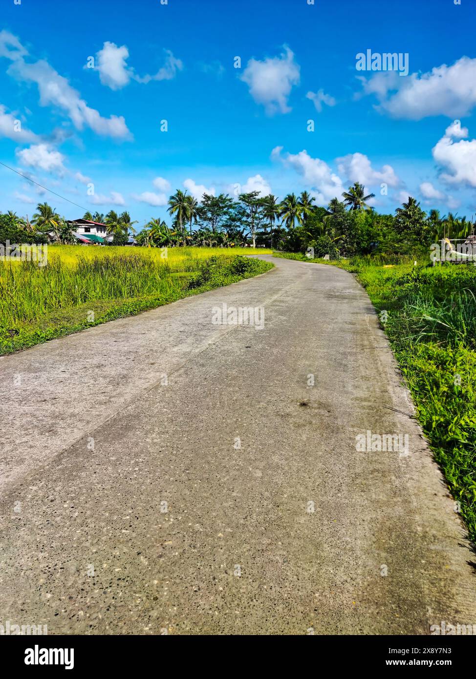 Empty S-curve two-lane provincial road in Siargao, Surigao del Norte ...