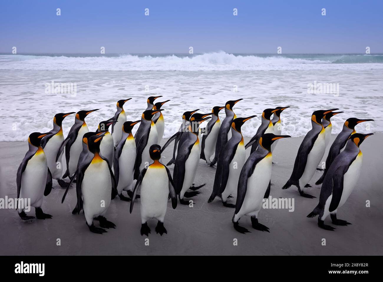 Antarctica, penguins in the ocean sea. Waves with group of birds ...