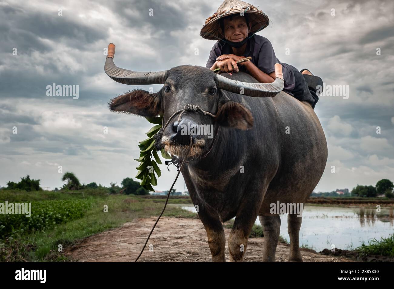 Farmer and water buffalo in Vietnam. Asian man rides a water buffalo ...