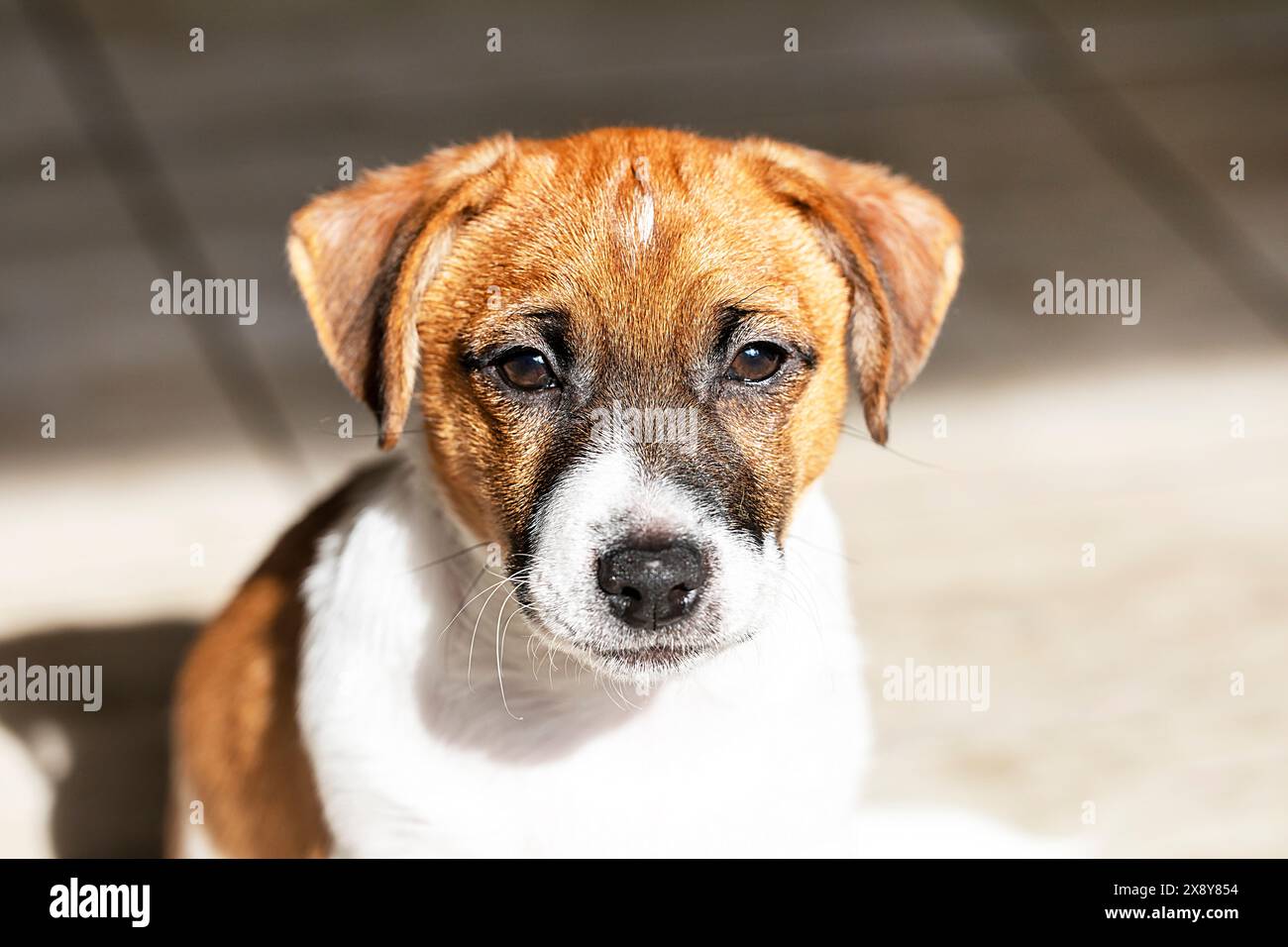 beautiful Jack Russell terrier puppy illuminated by the sun. raising ...
