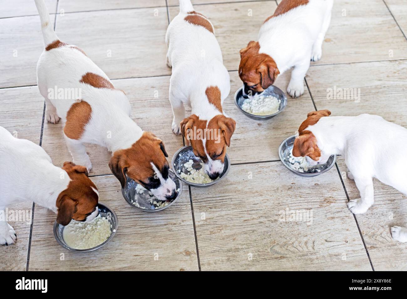 Jack Russell terrier puppies eat cottage cheese from bowls in the ...