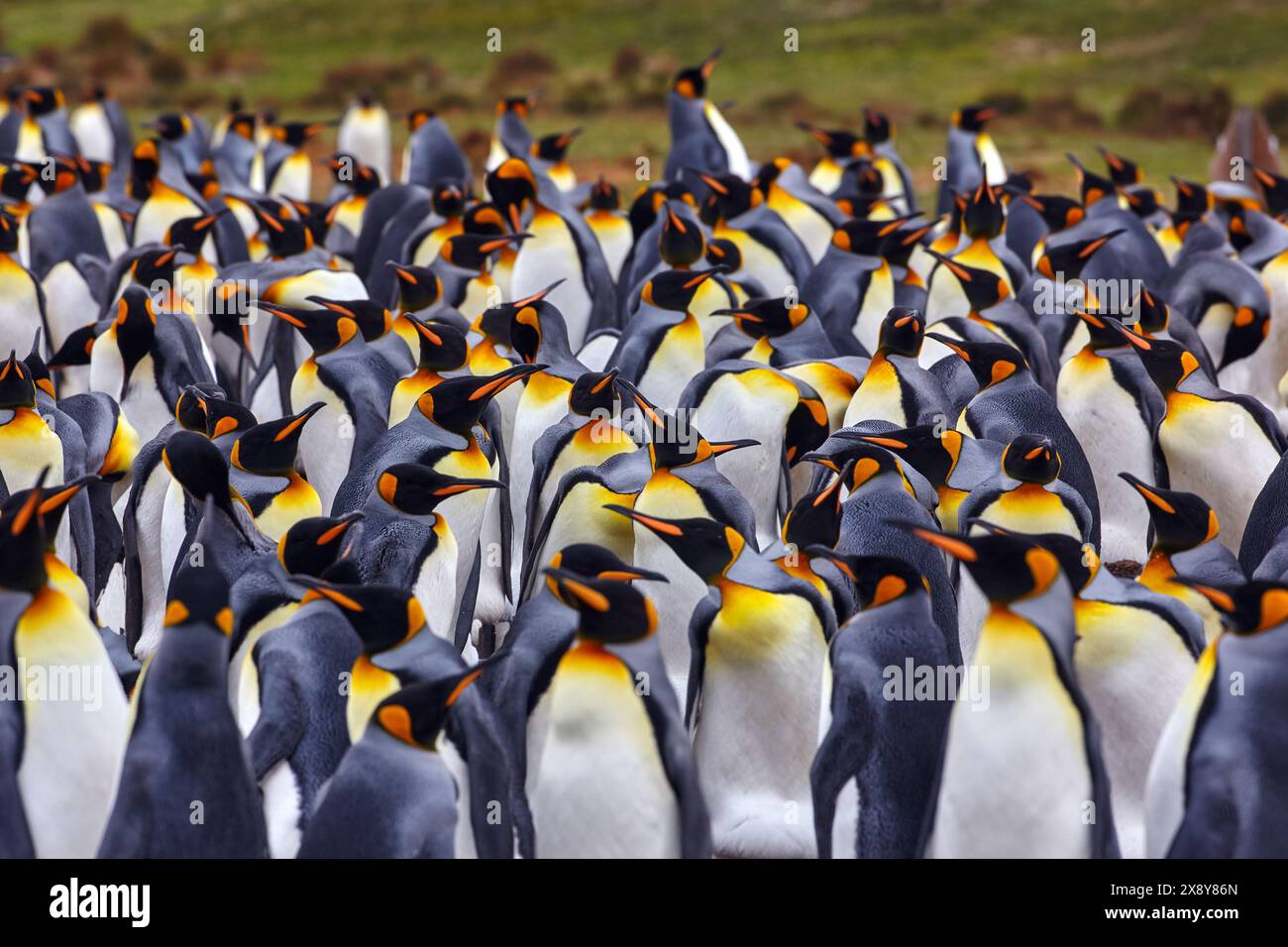 Antarctica wildlife. Penguin colony, many birds close together. King ...