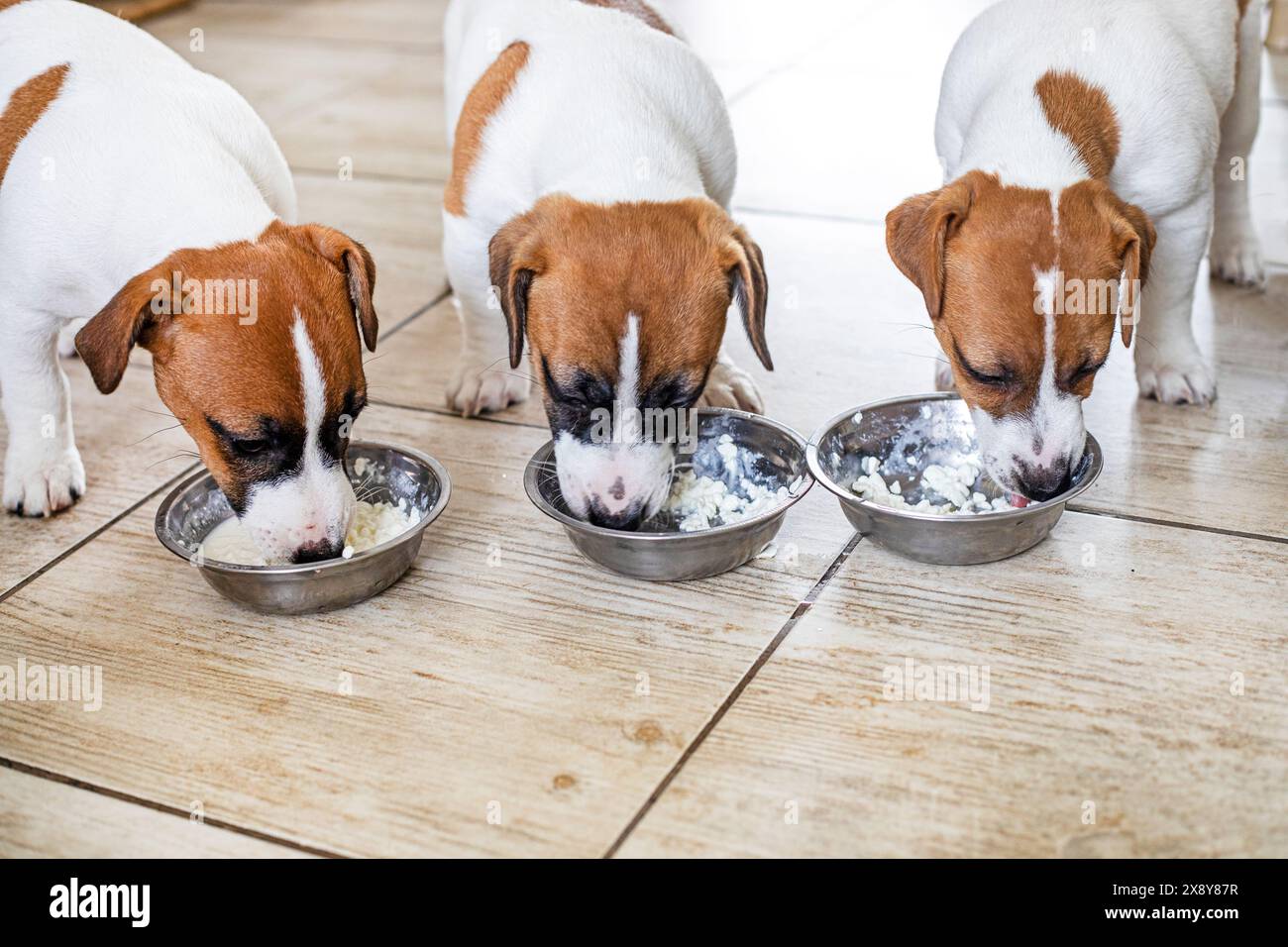 Little Jack Russell terrier puppies eat cottage cheese from bowls in ...