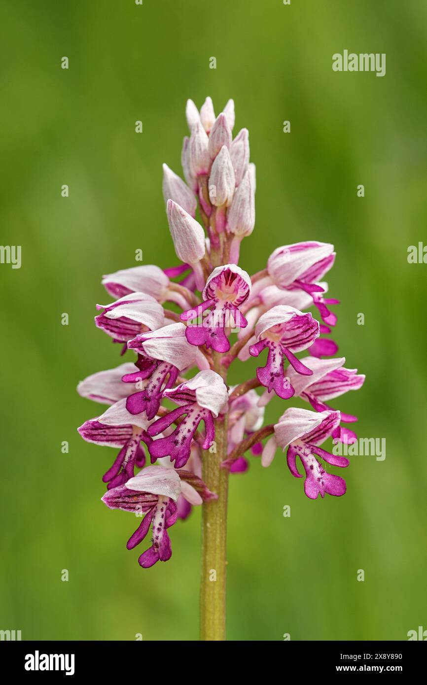 Orchis militaris, military orchid, flowering European terrestrial wild ...