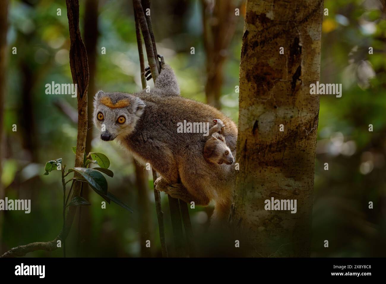 Eulemur coronatus, Crowned lemur, small monkey with young babe cub in ...