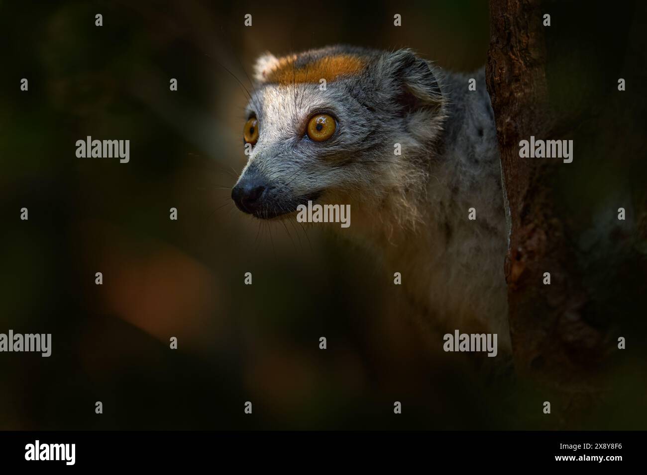 Eulemur coronatus, Crowned lemur, small monkey close up detail portrait ...