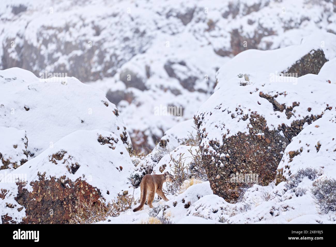Puma in winter snow mountain. Wildlife nature in Torres del Paine NP in ...