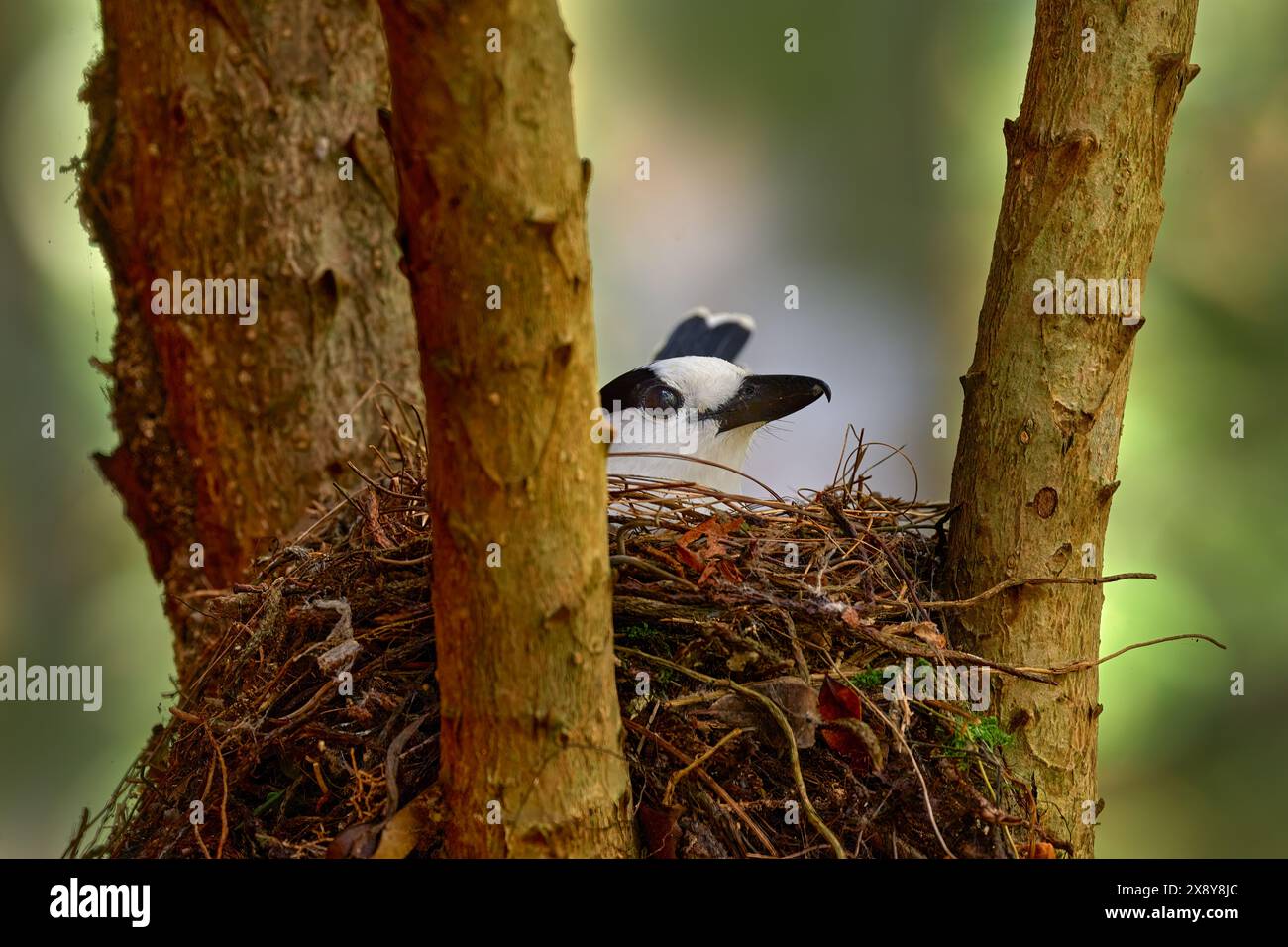 Madagascar wildlife, black and white animal. Vanga in the forest nest ...
