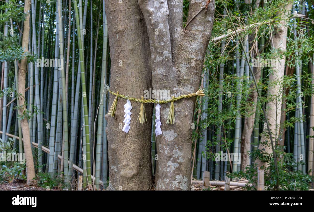 Sacred tree, wrapped with symbolic shimenawa rope, at kumanboudaigongen ...