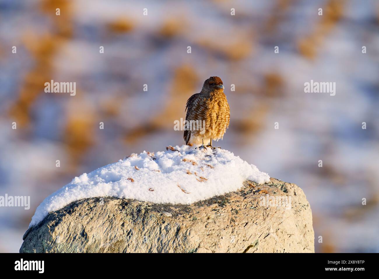 Chimango caracara, Phalcoboenus chimango, birds of prey sitting on the ...