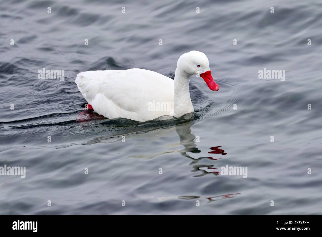 Patagonia in Chile. Coscoroba swan, bird in the water. White bird with ...
