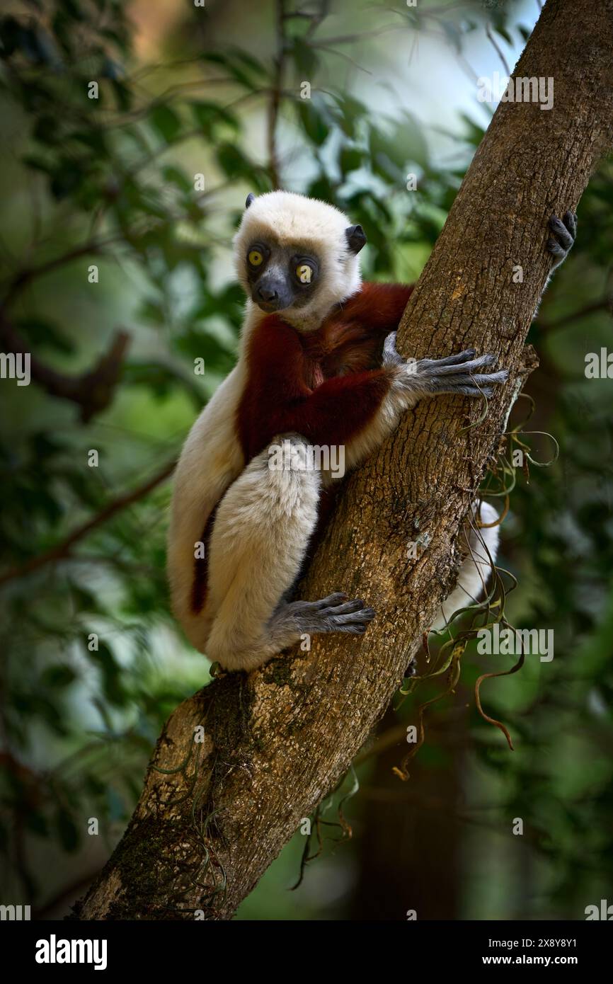 Madagascar nature. Coquerel's sifaka, Propithecus coquereli, Reserve ...