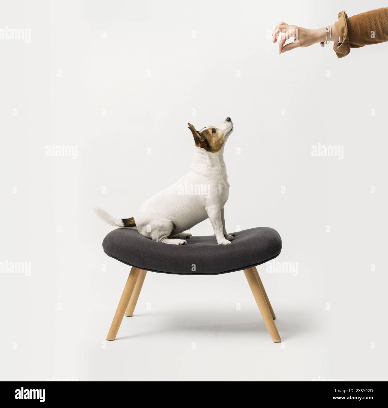 Female hand dry pet hi-res stock photography and images - Alamy