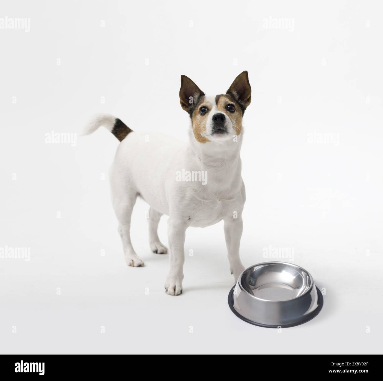 Sad jack russell terrier dog hi-res stock photography and images - Alamy
