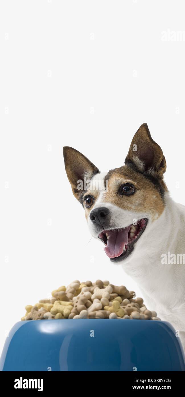 Cute Jack Russel puppy dog next to a blue bowl of dog food on white ...
