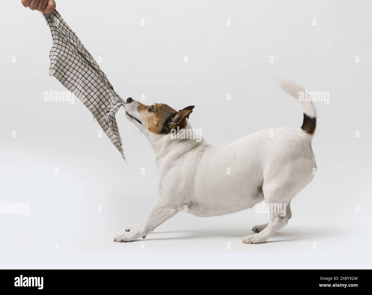 Cute small dog Jack Russell terrier playing on white background Stock ...