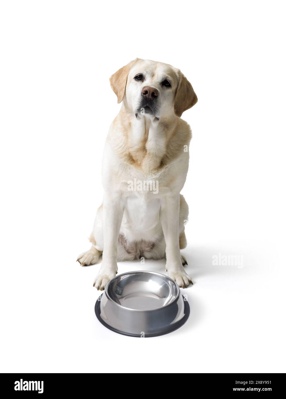 Sad Labrador Retriever dog next to a empty bowl on white background ...