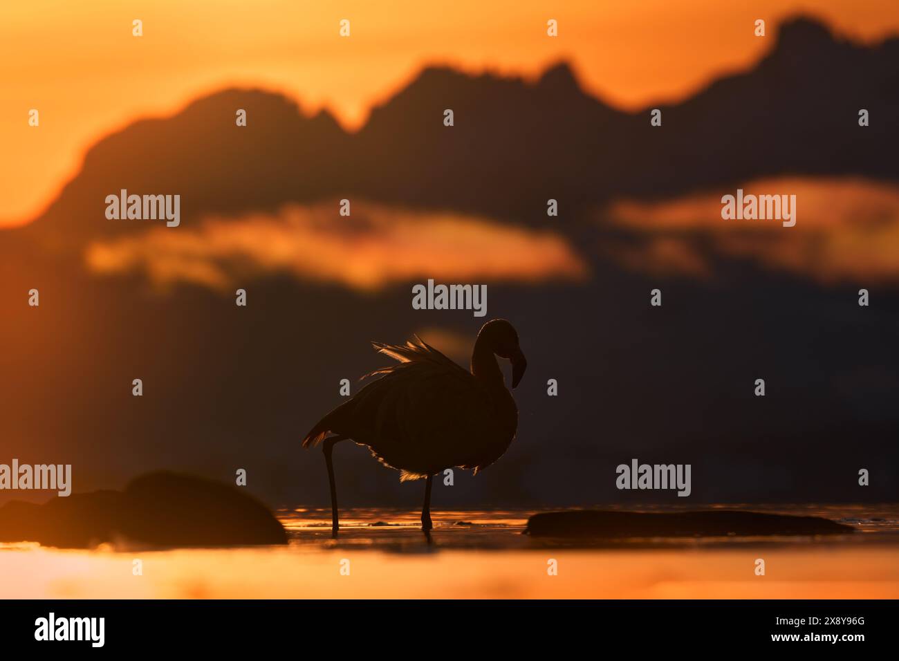 Patagonia sunset, Chilean flamingos, Phoenicopterus chilensis, nice ...