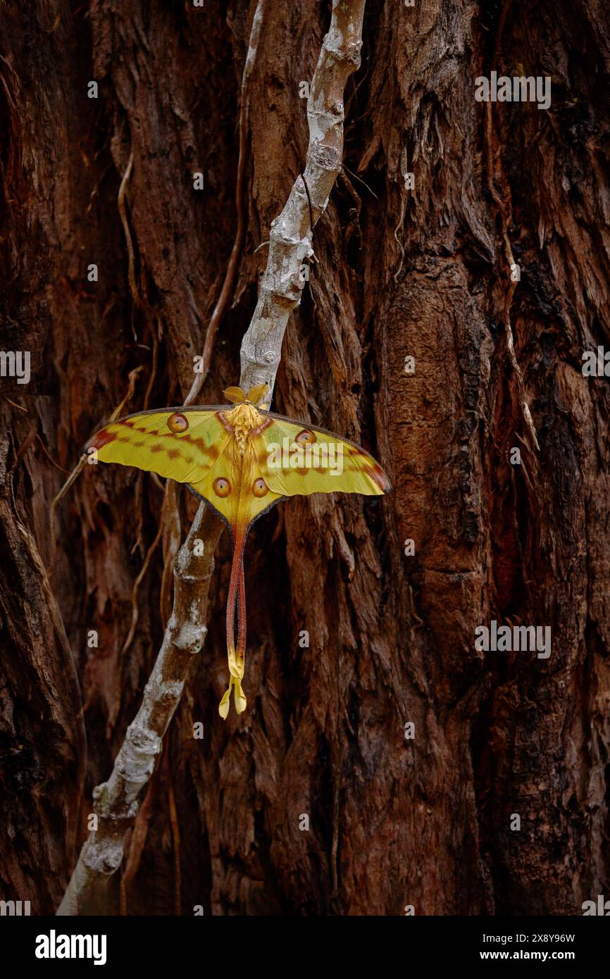 Madagascar big yellow butterfly. Comet moth, Argema mittrei, big yellow ...