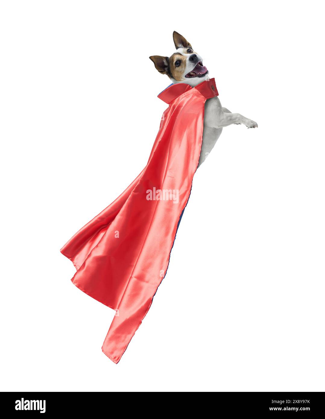 Superdog Jack Russell in red superhero cape flying isolated on white ...