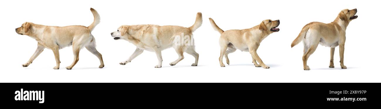 Collage with photos of Dogs Labrador Retriever in different poses, cute ...