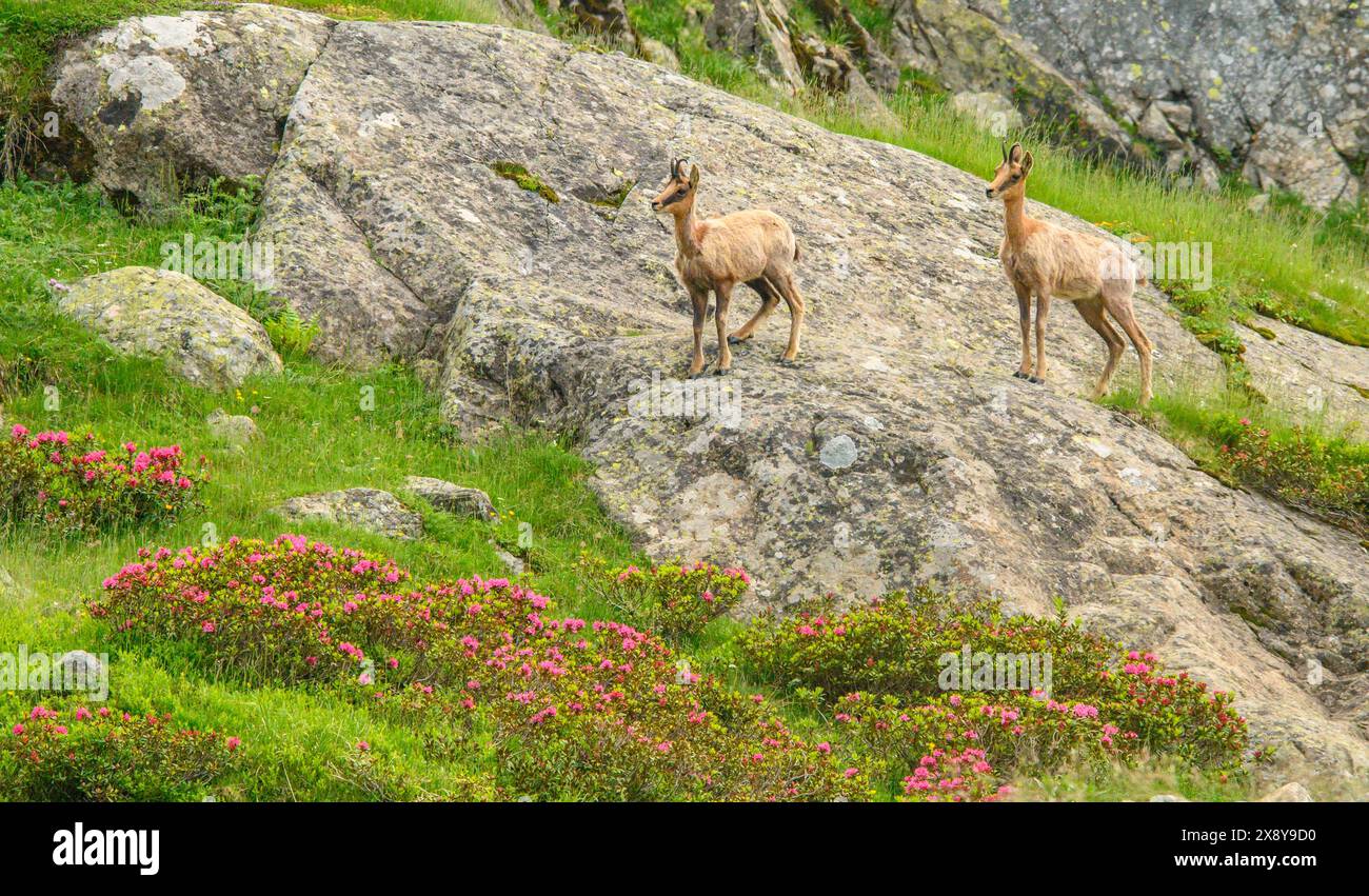 France, Hautes Pyrenees, Pyrenees national park, izard (Rupicapra ...