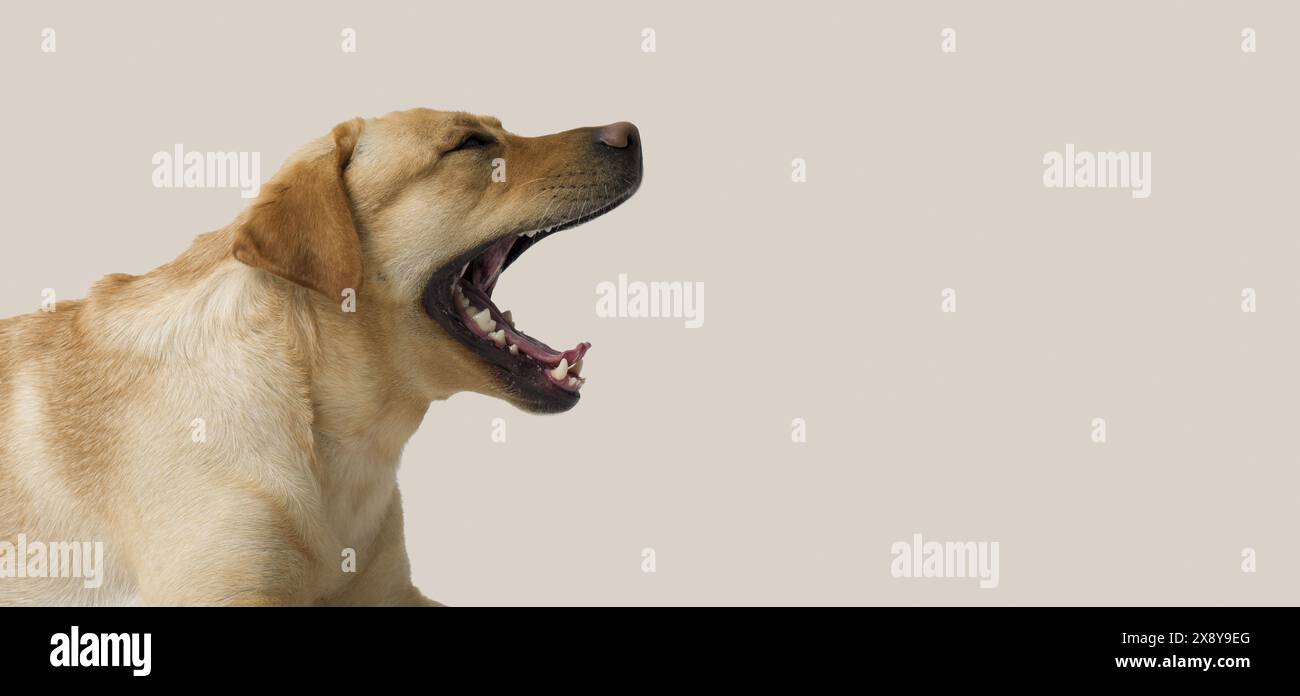 Portrait of Labrador Retriever Yawning Stock Photo - Alamy