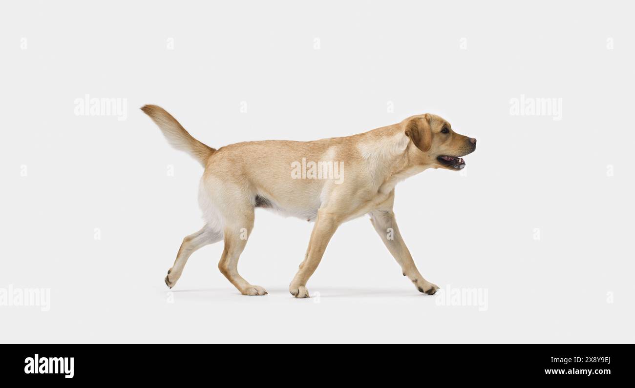 Portrait of Labrador Retriever Walking on white background Stock Photo ...