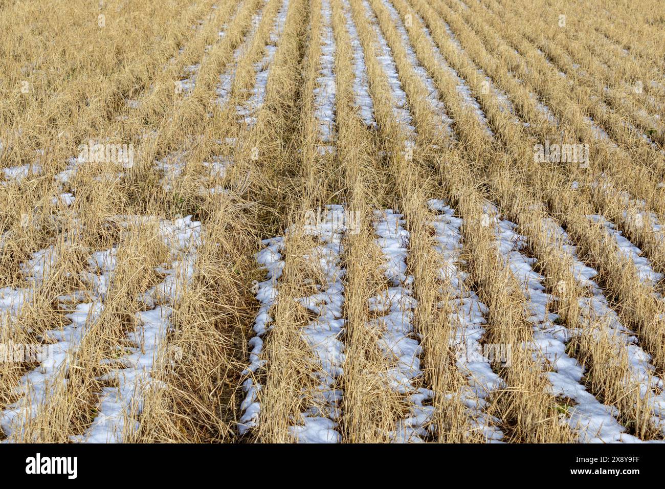 Rice paddy field in winter snow, Kanazawa, Japan Stock Photo - Alamy