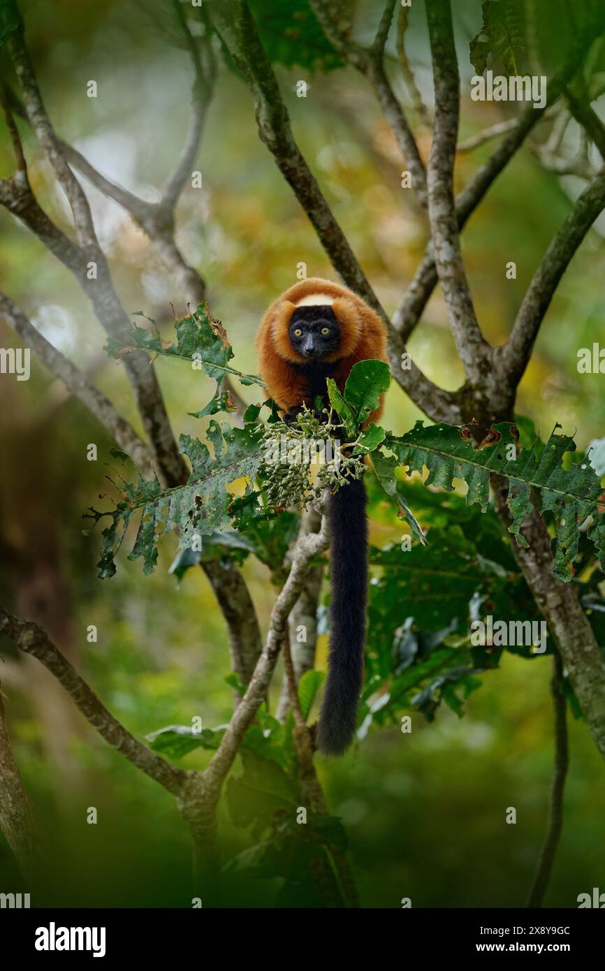 Madagascar wildlife. Red ruffed lemur, Varecia rubra, Park National ...
