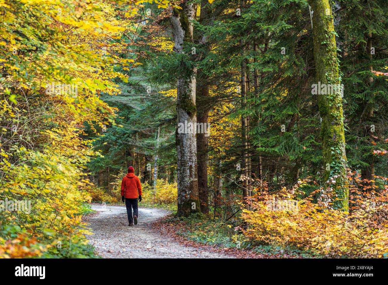 France, Drôme, Drôme Provençale, Saou, Saou forest integrated into the ...