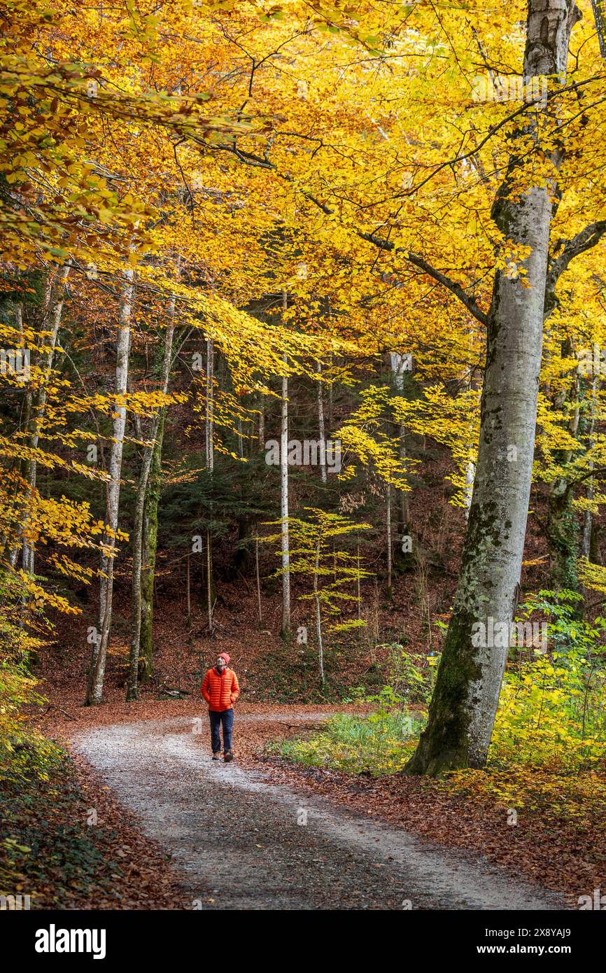 France, Drôme, Drôme Provençale, Saou, Saou forest integrated into the ...