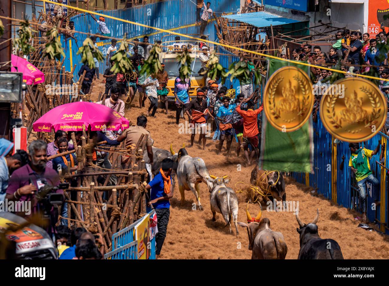 India, Tamil Nadu, Alangallanur, Jallikattu competition where the ...