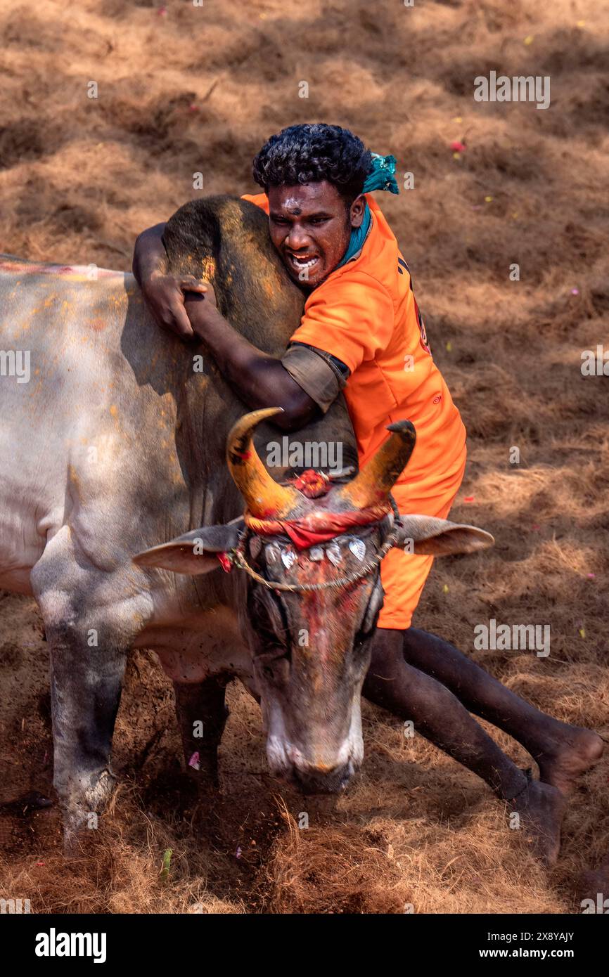 India, Tamil Nadu, Alangallanur, Jallikattu competition where the ...