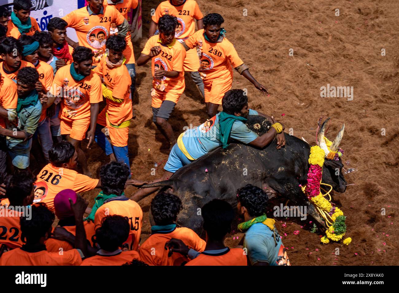 India, Tamil Nadu, Alangallanur, Jallikattu competition where the ...