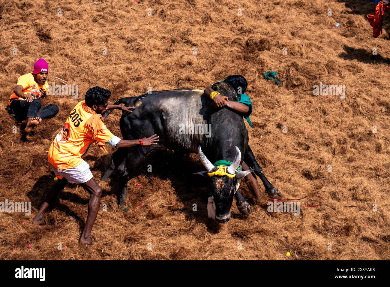 India, Tamil Nadu, Alangallanur, Jallikattu competition where the ...
