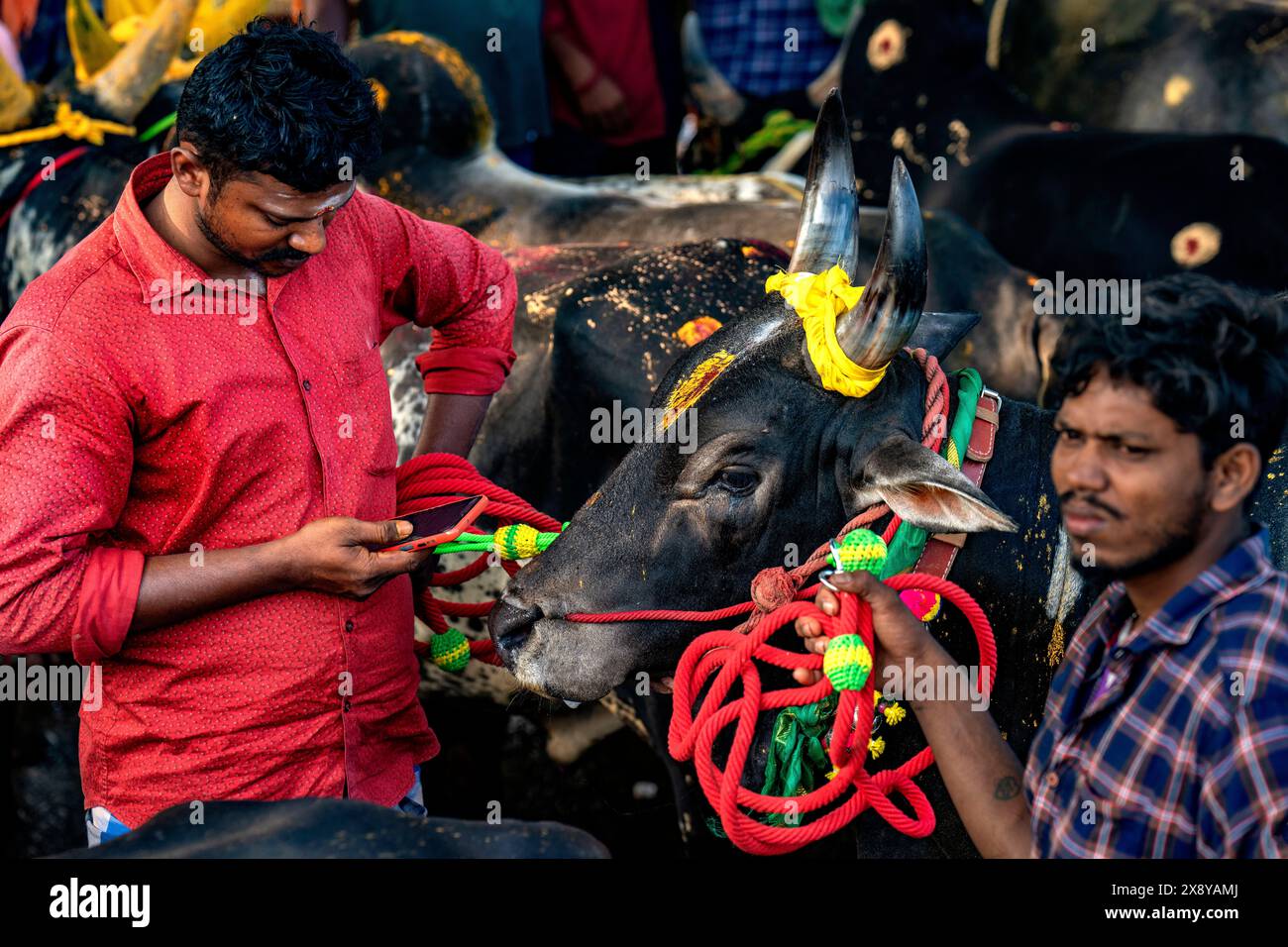 India, Tamil Nadu, Avaniyapuram owners bringing their bull to a ...