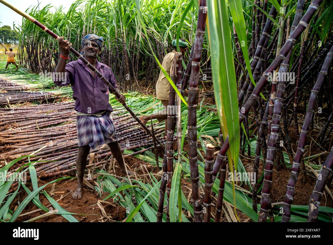 India tamil nadu sugarcane hi-res stock photography and images - Alamy