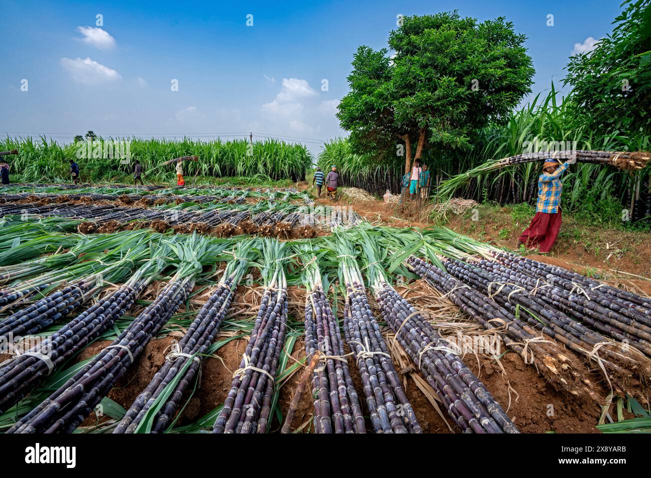 India, Tamil Nadu, sugarcane harvesting Stock Photo - Alamy